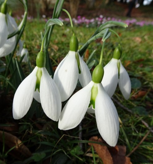 2024 Snowdrop Catalogue | CAROLYN'S SHADE GARDENS