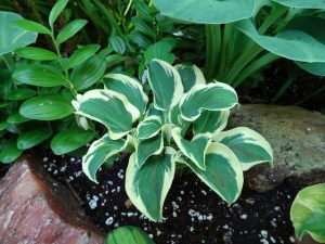 2025 Hosta Catalogue | CAROLYN'S SHADE GARDENS