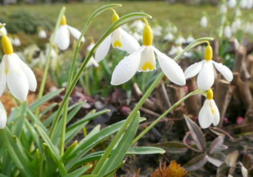 2025 Snowdrop Catalogue | CAROLYN'S SHADE GARDENS