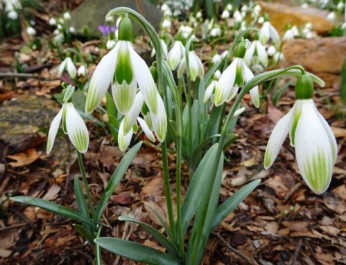 2025 Snowdrop Catalogue | CAROLYN'S SHADE GARDENS