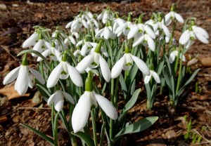2025 Snowdrop Catalogue | CAROLYN'S SHADE GARDENS