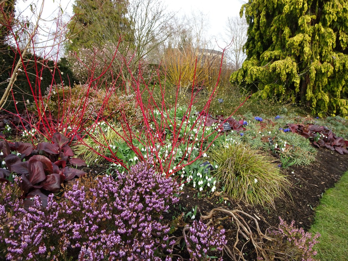Cambridge Botanic Garden in Winter | CAROLYN'S SHADE GARDENS