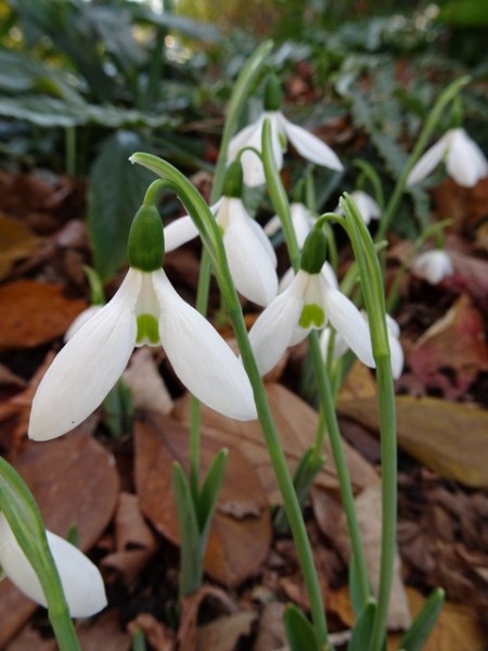 2026 Snowdrop Catalogue | CAROLYN'S SHADE GARDENS